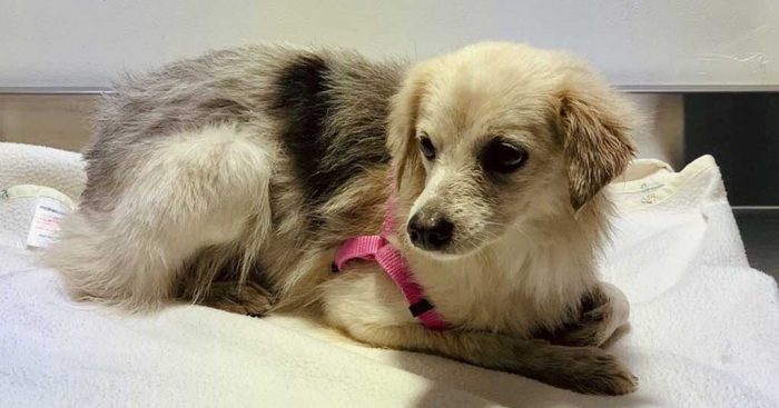 Bahrain's track-invading dog rescued | PlanetF1 : PlanetF1